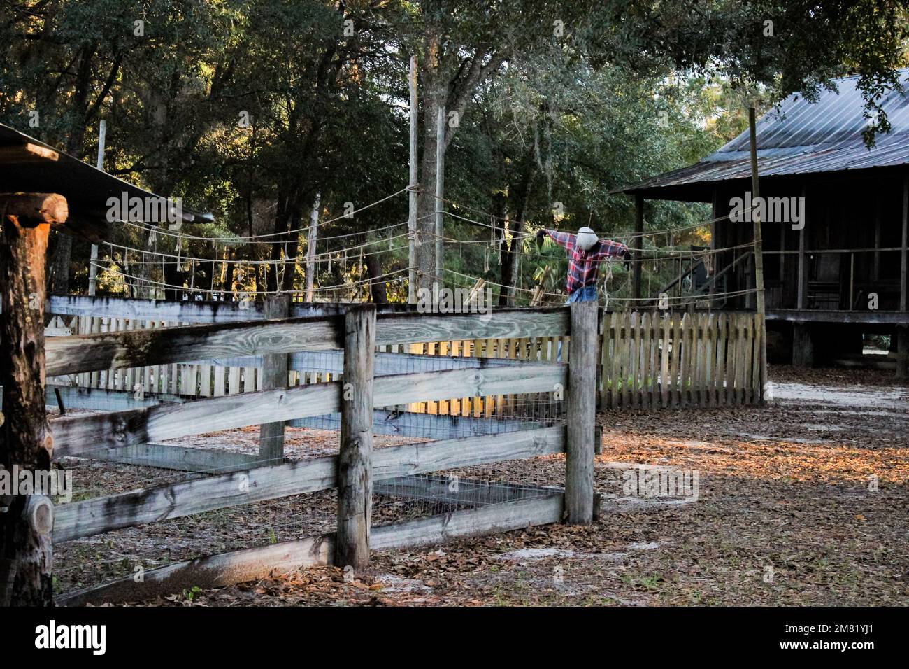 Scarecrow hangs at the edge of a small farm plot Stock Photo - Alamy