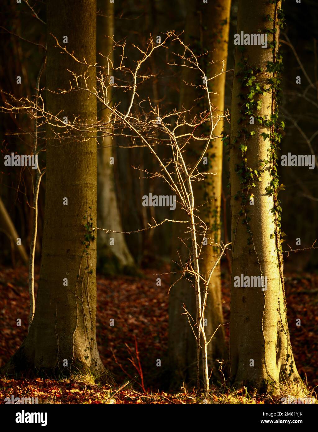 Sunlit woodland trees, branches and leaves Stock Photo - Alamy