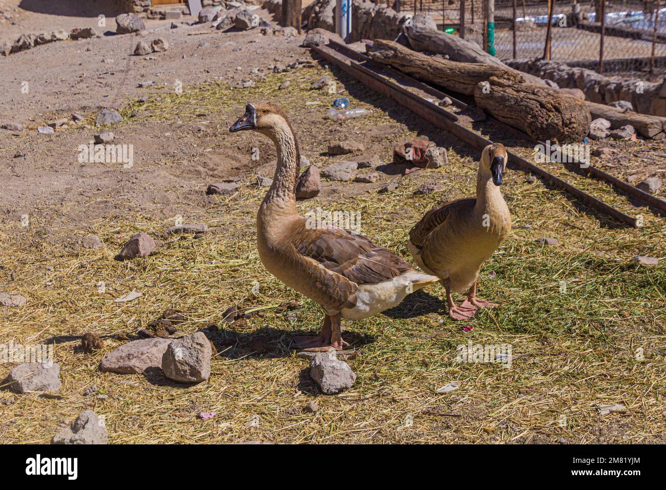 Geese in Kandovan village, Iran Stock Photo - Alamy