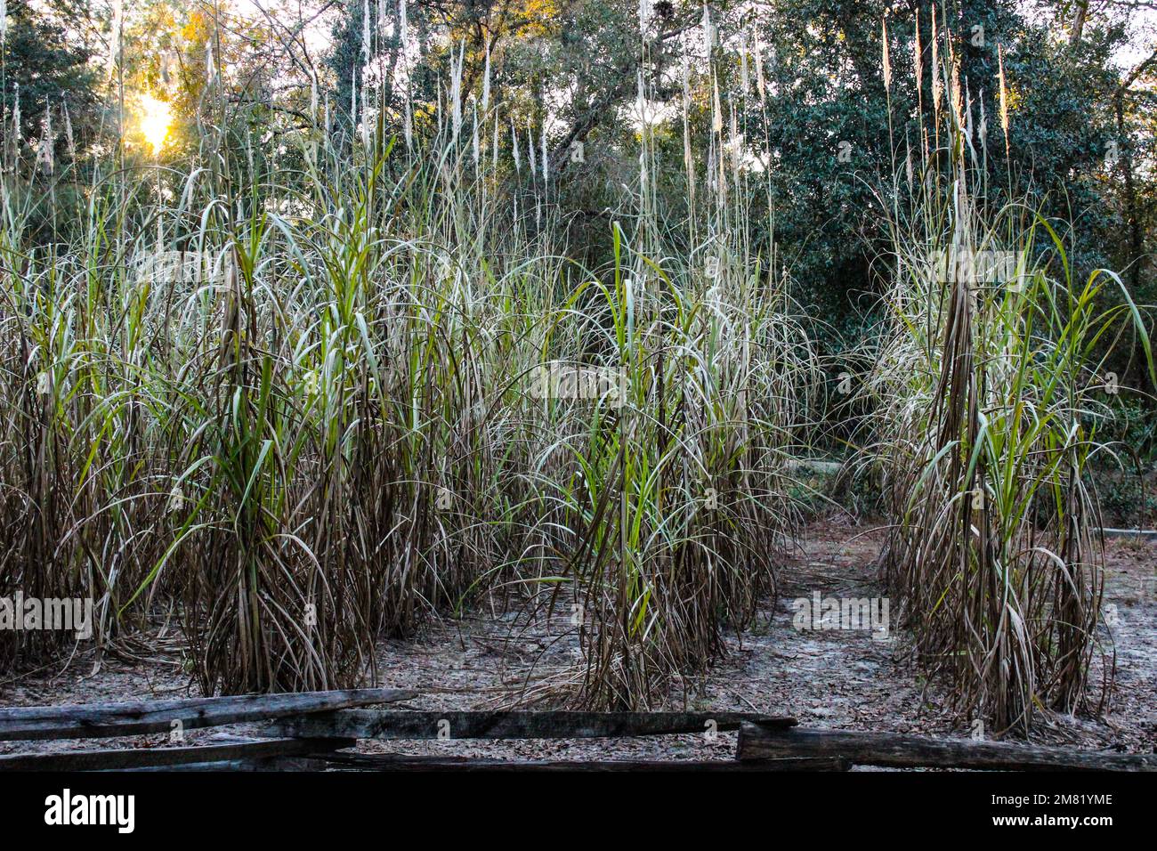 A close-up of rows of green corn growing in a small plot Stock Photo ...