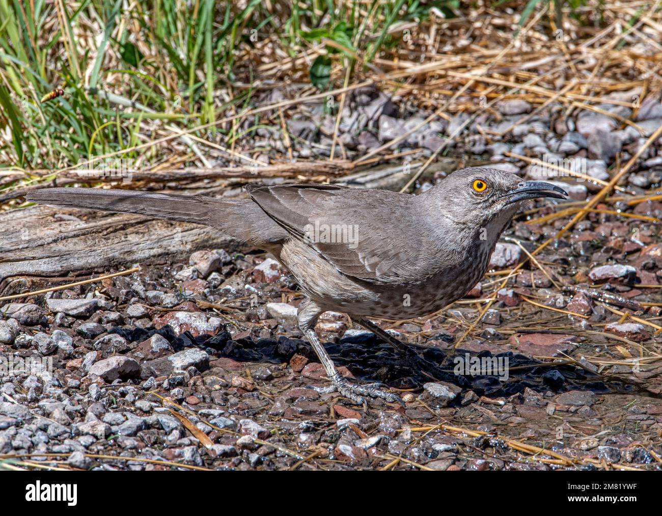 This beautiful Curve-billed Thrasher was taking advantage of a rare ...