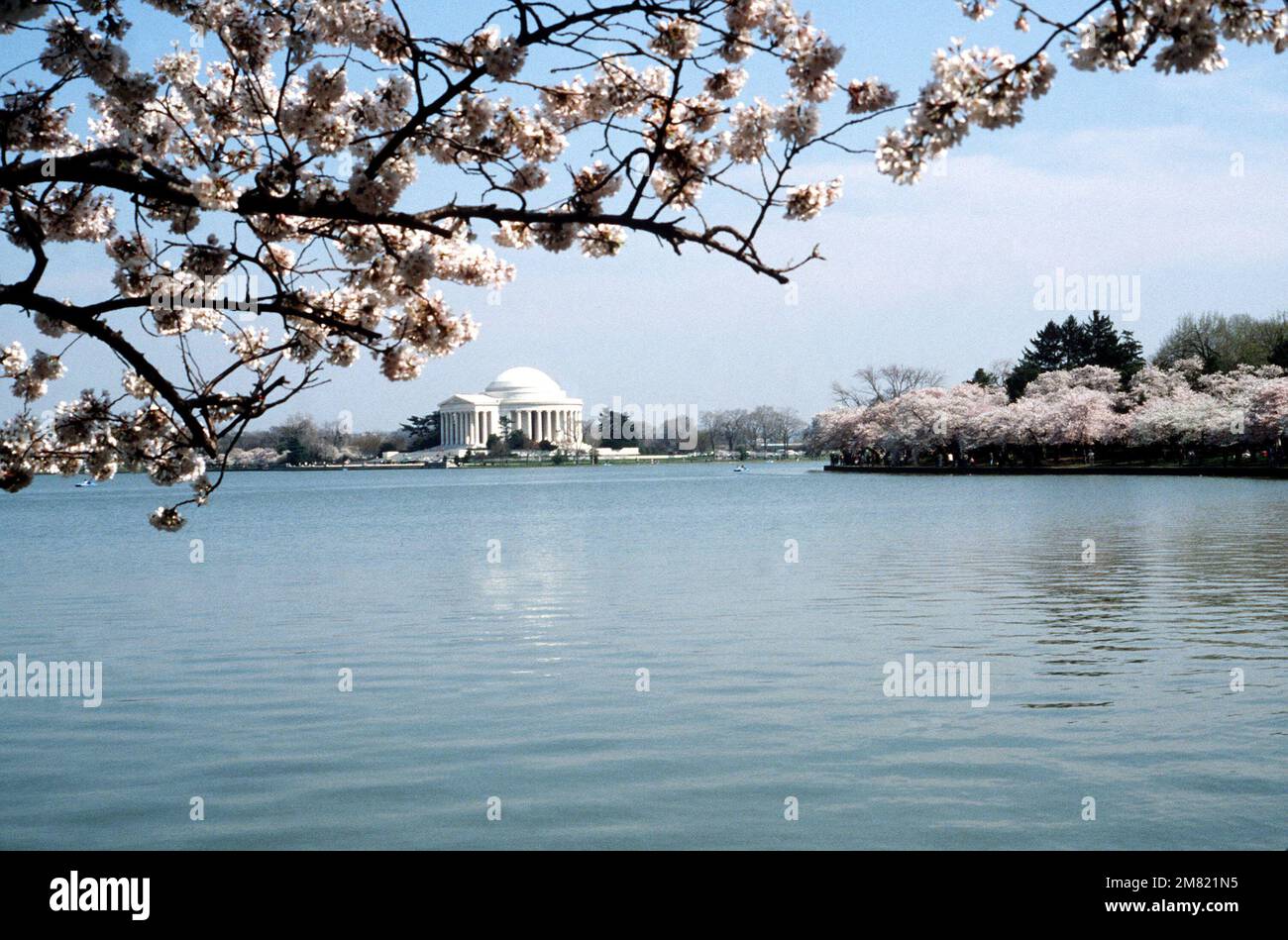 A view of the Jefferson Memorial framed by blossoming cherry trees ...