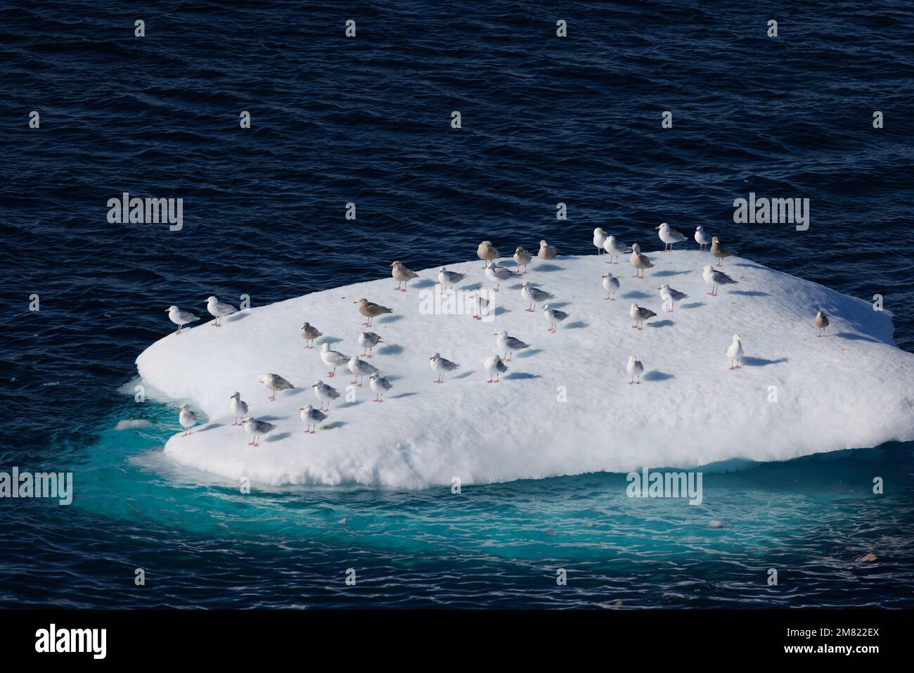 birds resting over iceberg floating over sea Stock Photo - Alamy