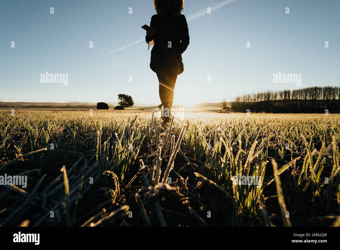 person walking through the field at dawn Stock Photo - Alamy