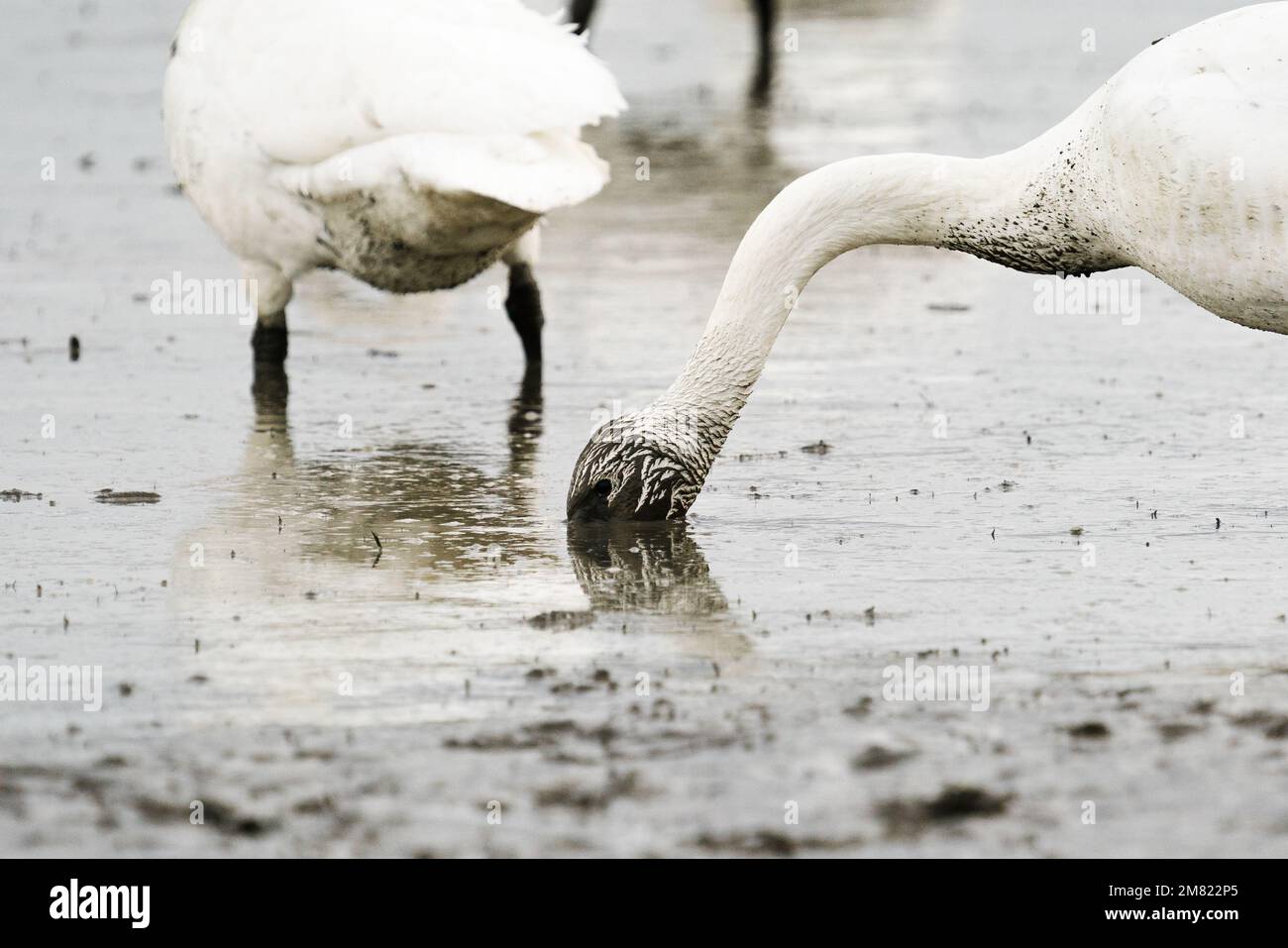 Feeding systems hi-res stock photography and images - Alamy