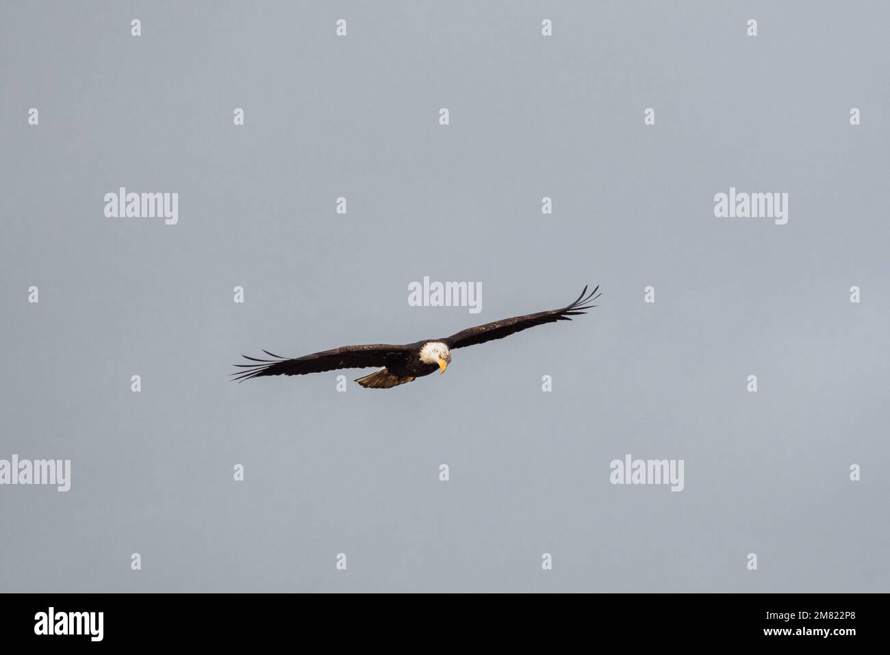 Wide angle view of a bald eagle soaring through the sky Stock Photo - Alamy