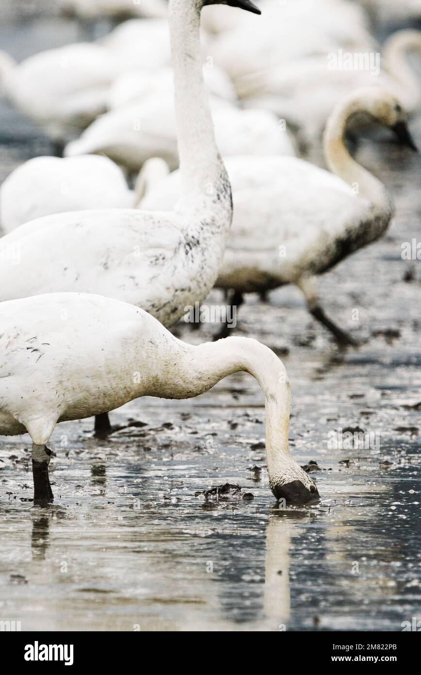 Cropped view of a group of swans feeding in a winter field Stock Photo ...