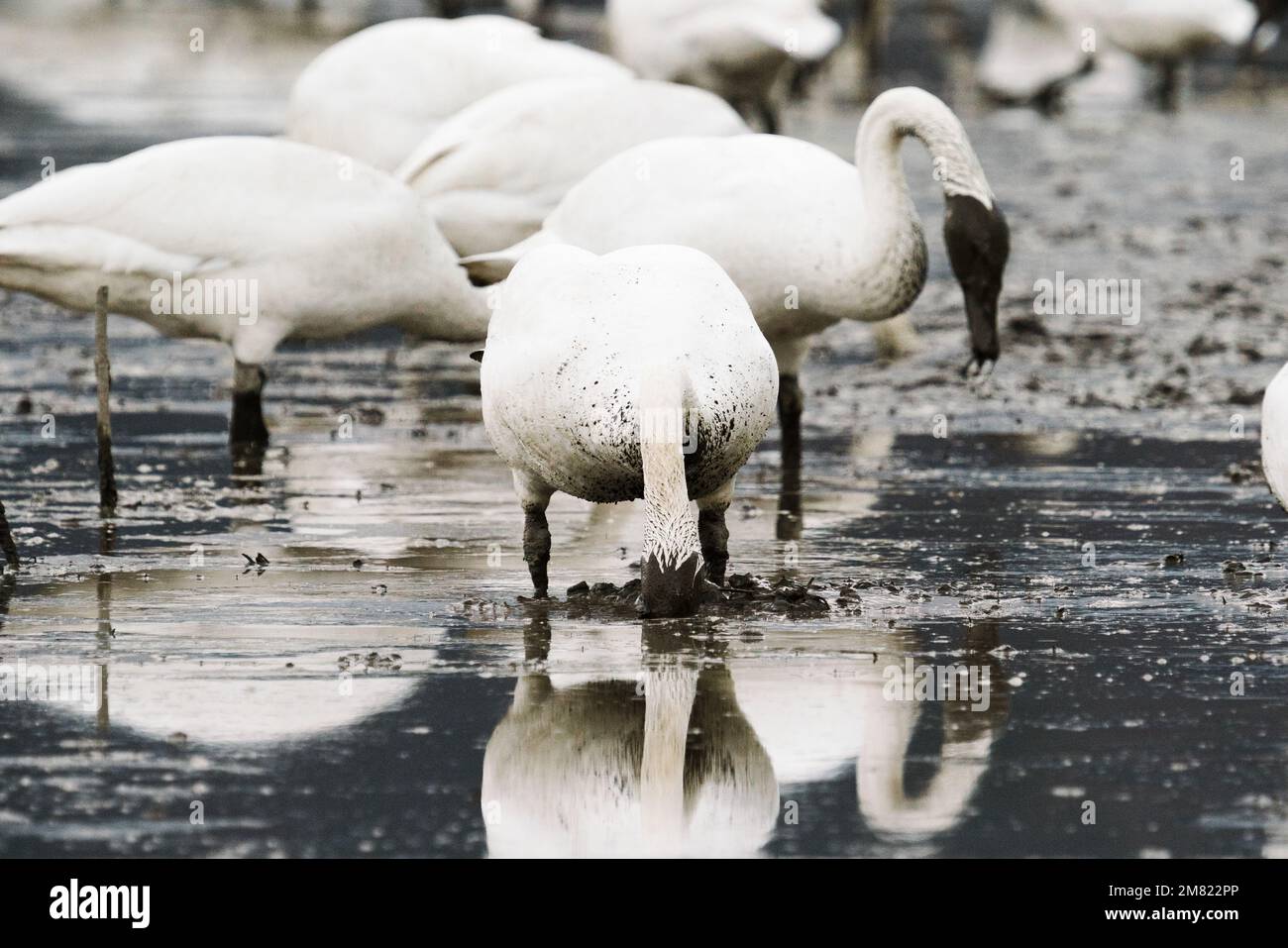 Closeup view of a flock of swans digging through the mud Stock Photo ...