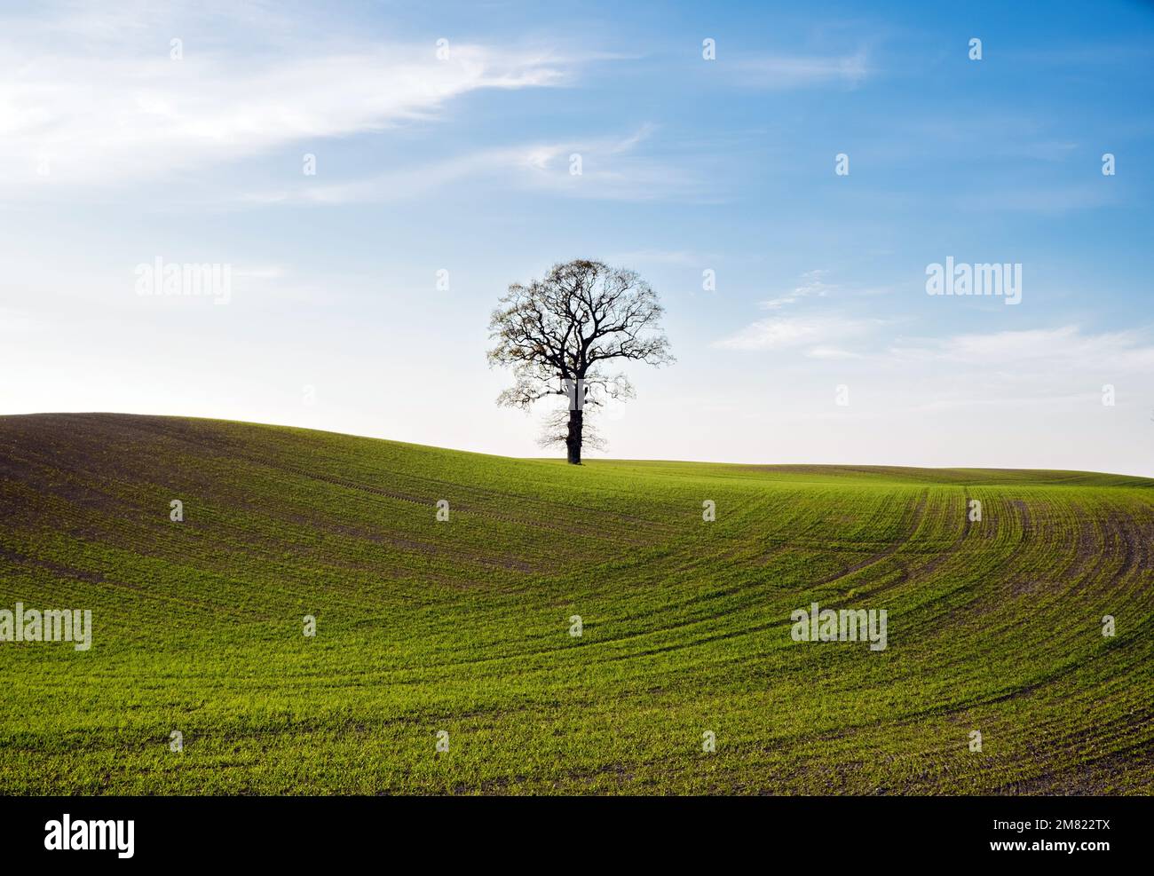 A beautiful view of a lone tree on a green hill with fresh grass during ...
