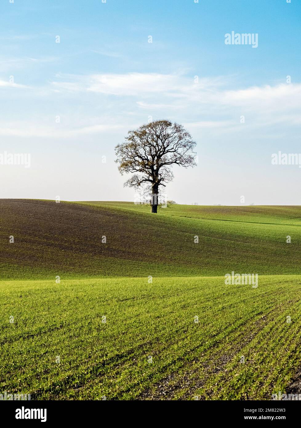 A beautiful view of a lone tree on a green hill with fresh grass during ...