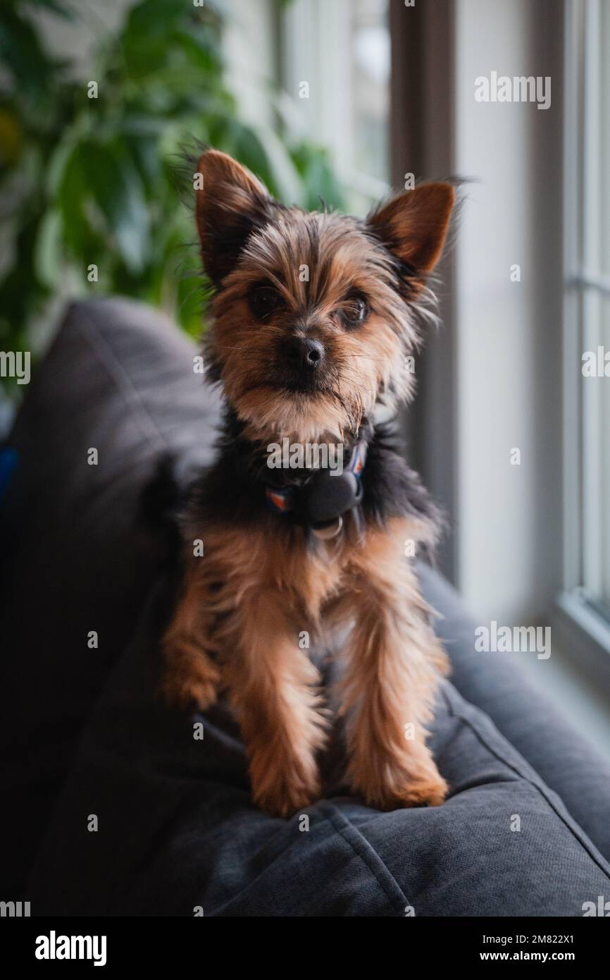 Cute black and tan morkie puppy sitting on the back of a sofa Stock ...