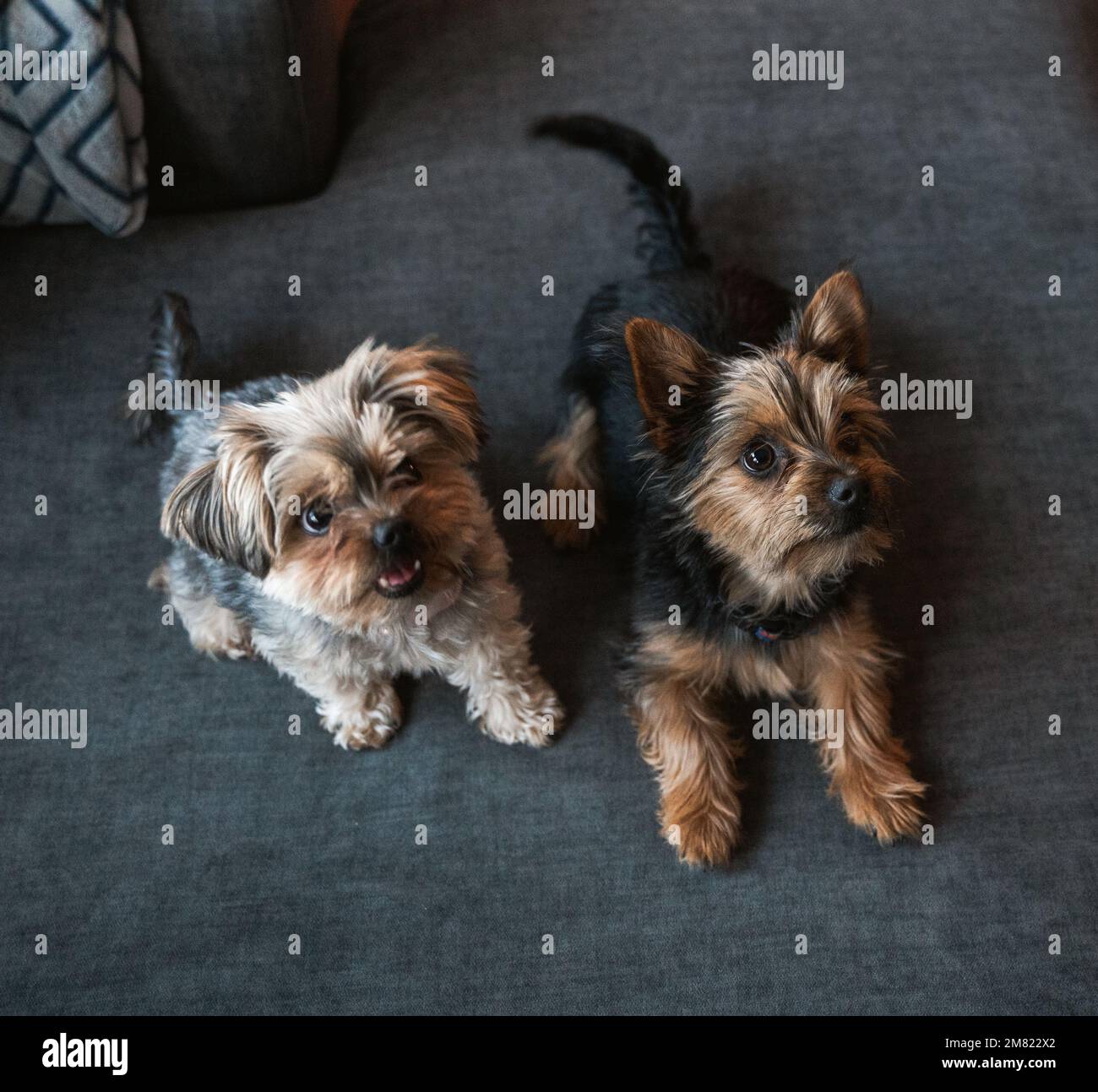 Adult Morkies