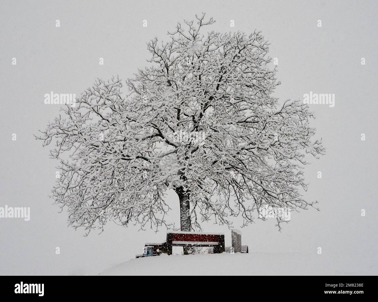 Beautiful winter tree hi-res stock photography and images - Alamy