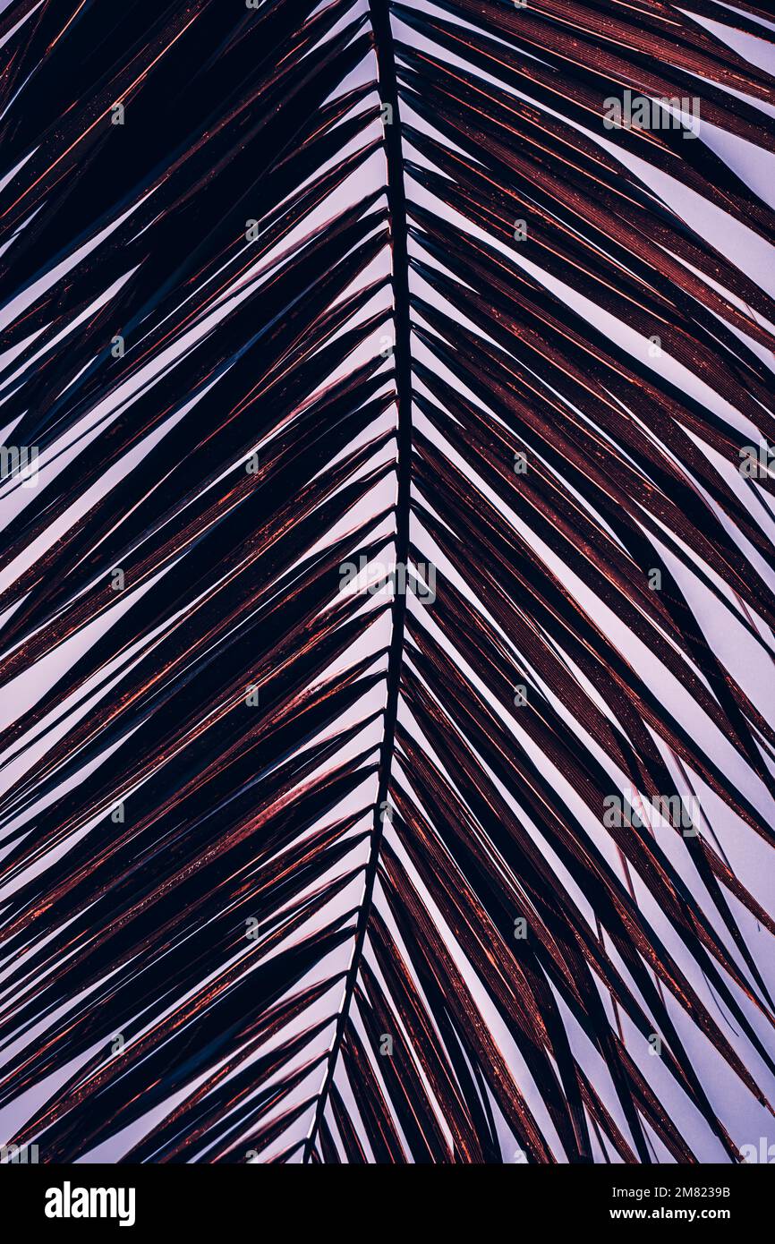 Spain bilbao palm tree in hi-res stock photography and images - Alamy