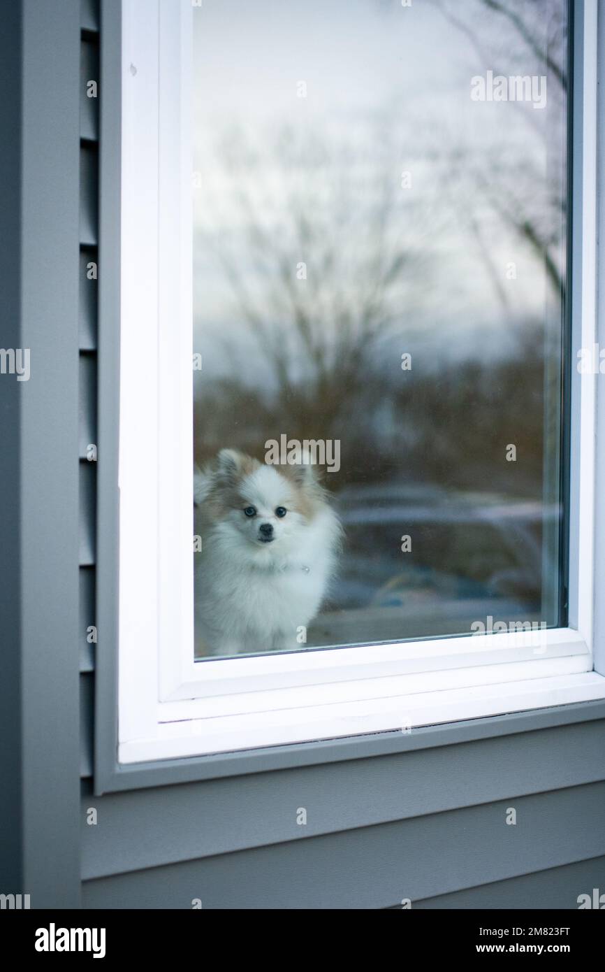 Dog Looking Out Window With Window Reflection of Trees Stock Photo - Alamy