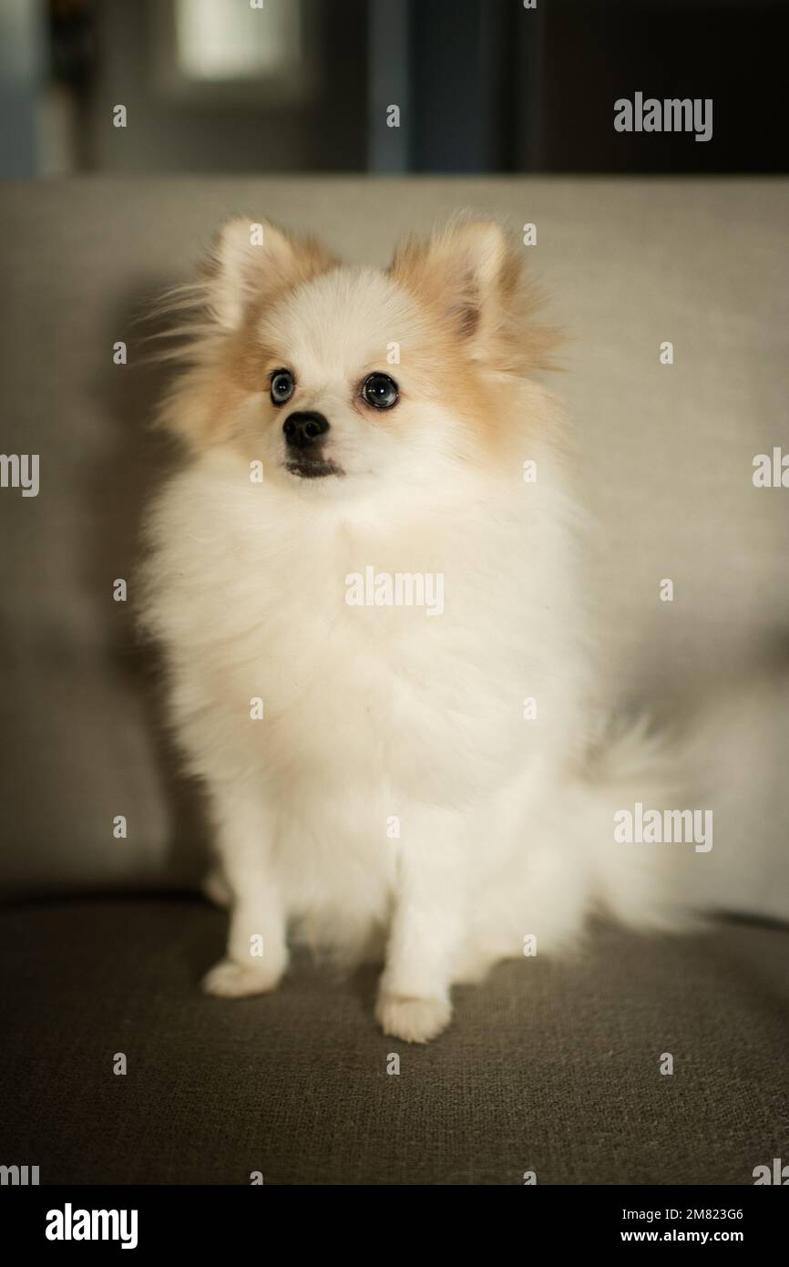 Cute Fluffy Dog Sitting on Couch in Living Room Stock Photo - Alamy