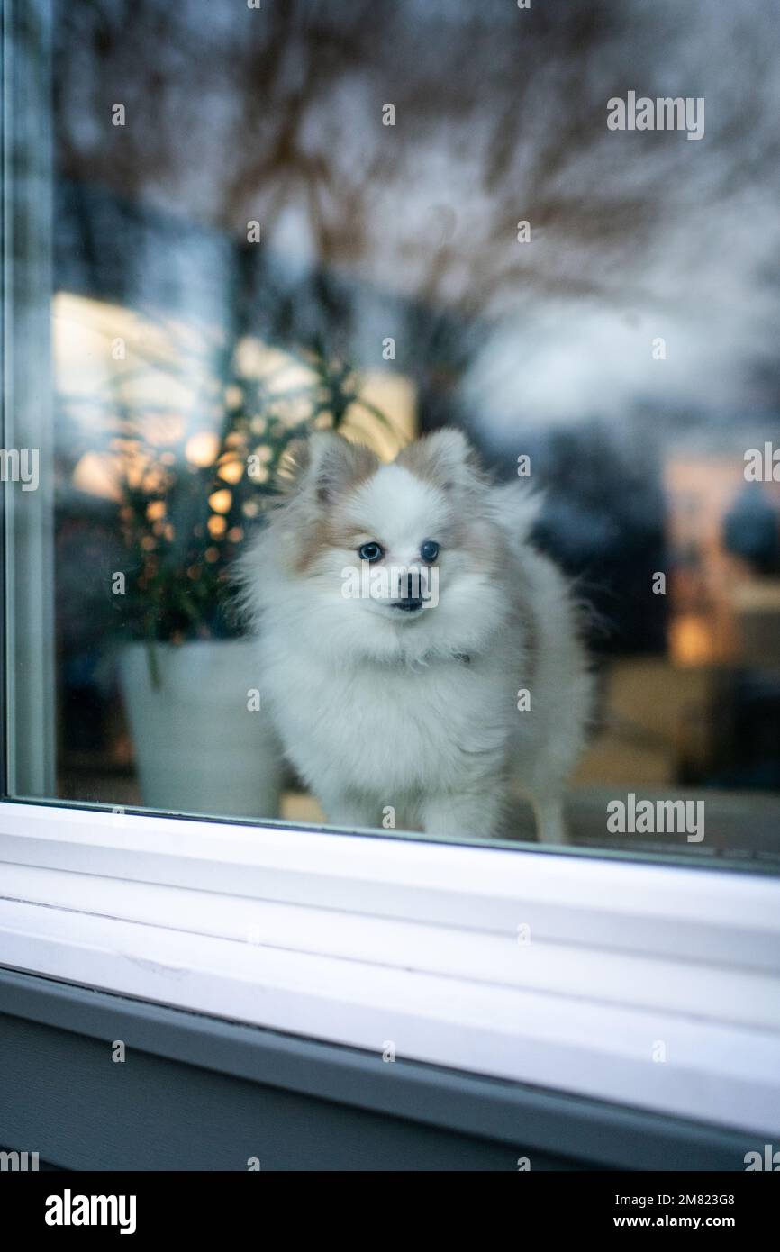 Dog In Window Looking Outside From House Stock Photo - Alamy