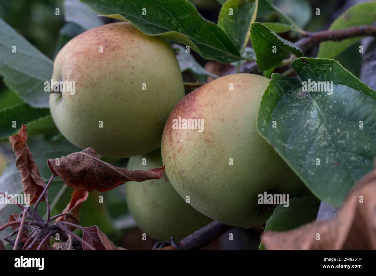 Close up of apples on tree Stock Photo - Alamy