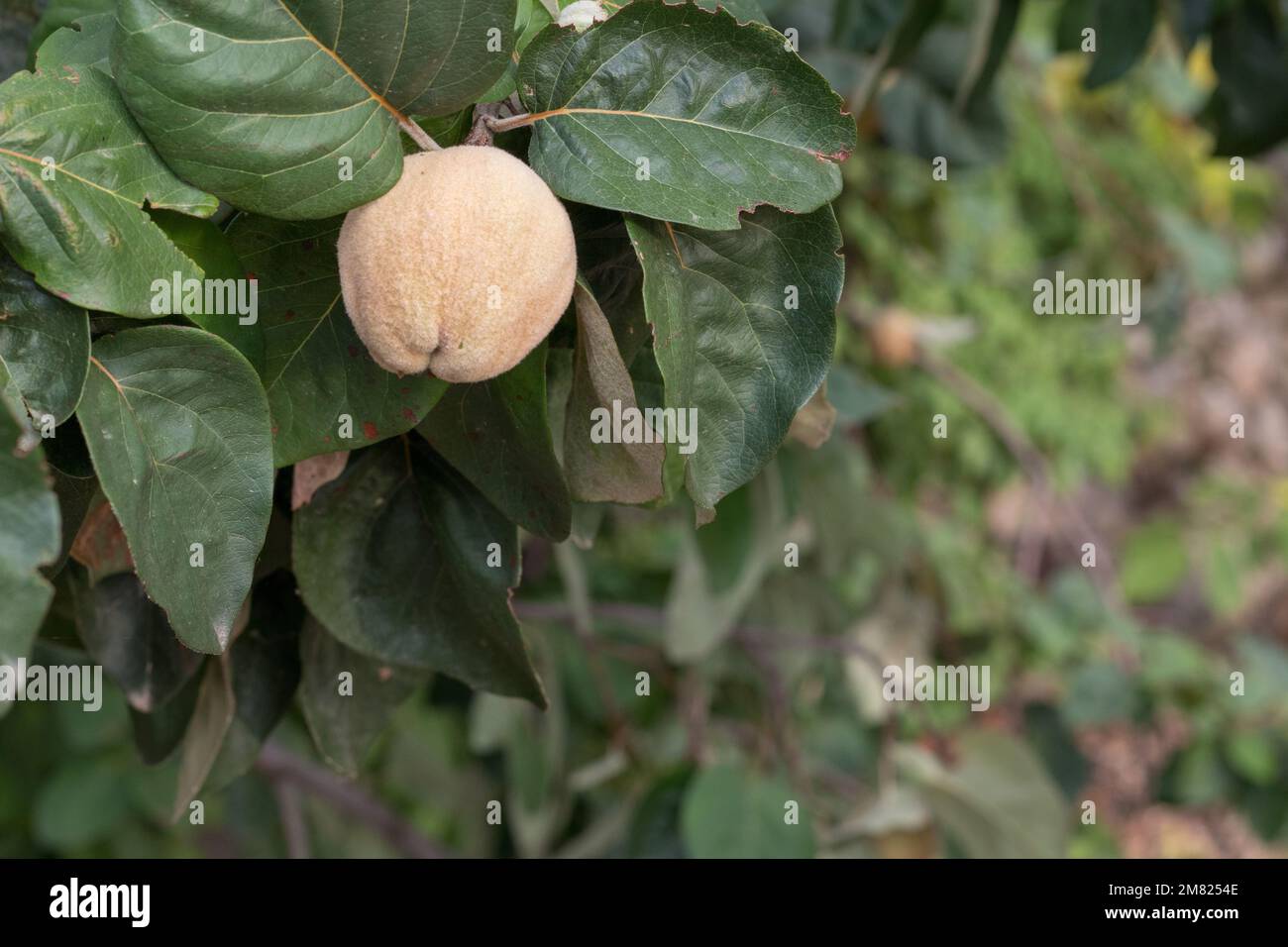 Close up of quince on tree Stock Photo - Alamy