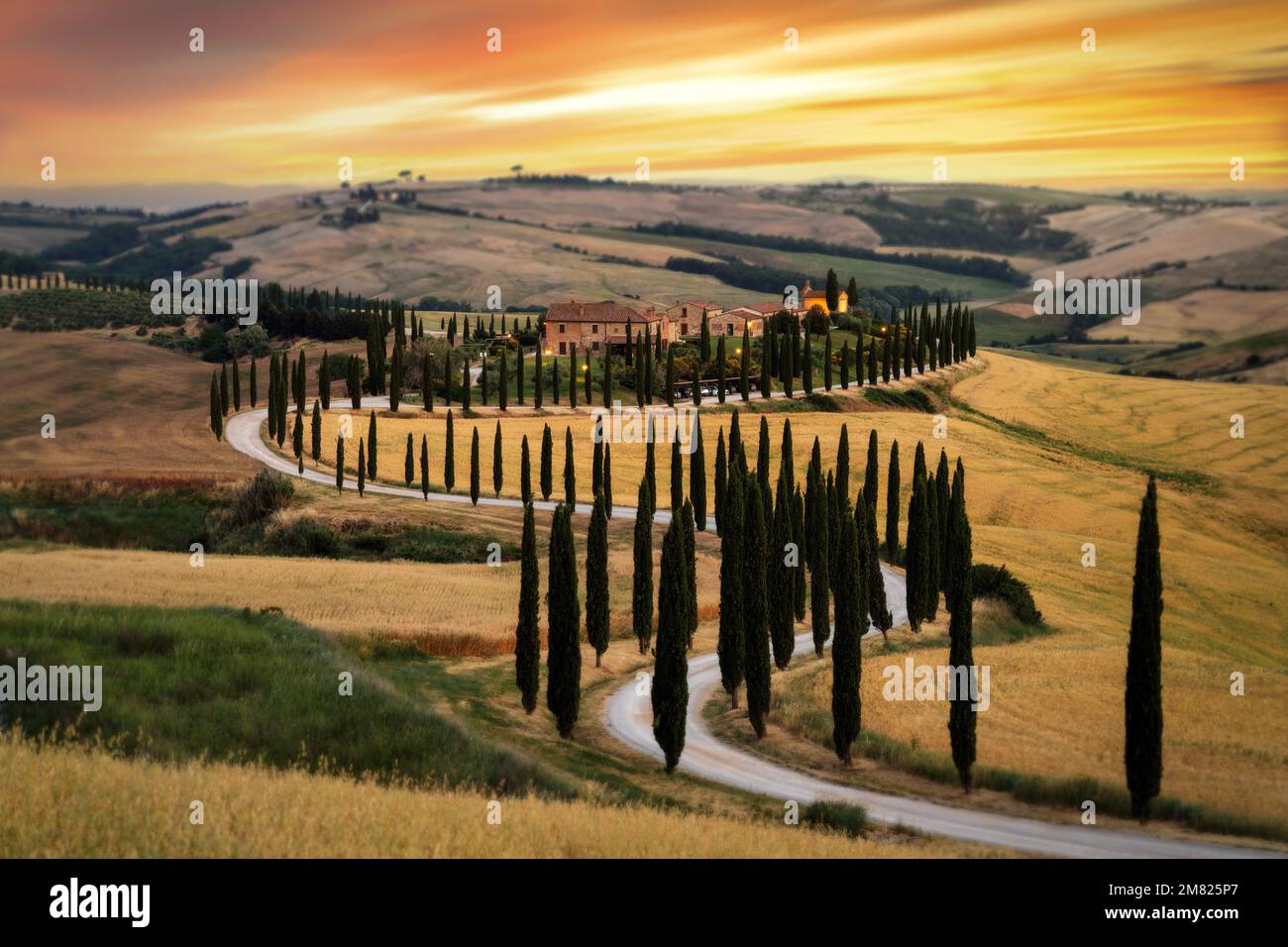 Cypress Trees in Tuscany, Italy taken in May 2022 Stock Photo - Alamy
