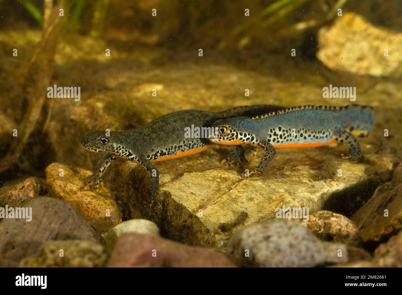 Alpine newt (Ichthyosaura alpestris), male and female, courtship ...