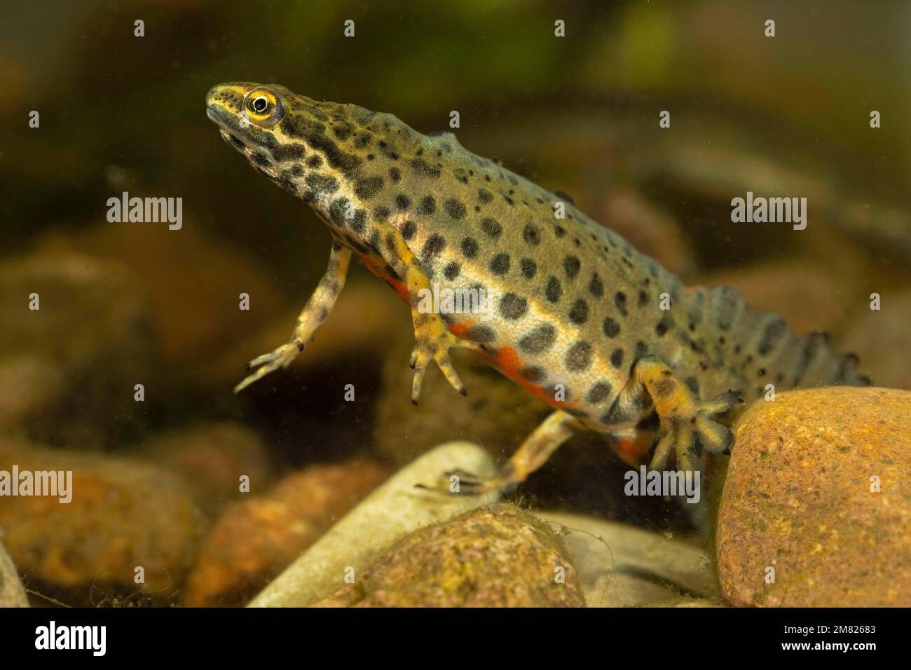Common newt (Lissotriton vulgaris), male in water spawn, Thuringia ...