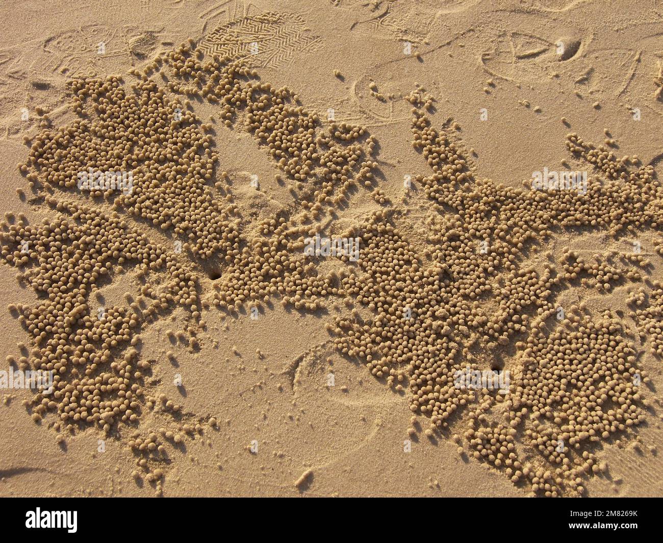Small crabs create balls of sand from their burrows, Fraser Island ...