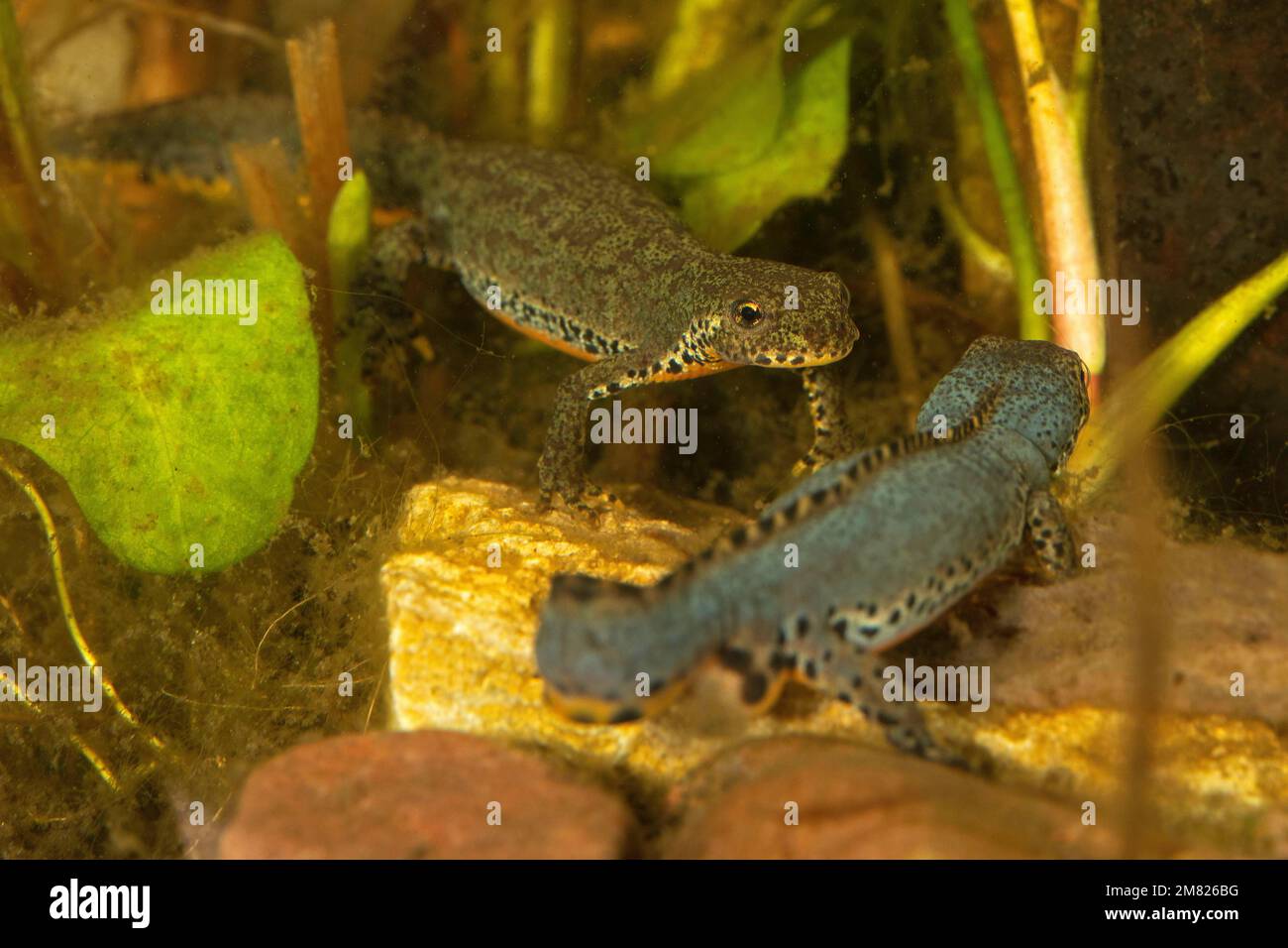 Newt mating hi-res stock photography and images - Alamy