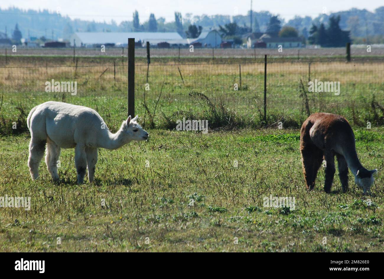 Alpacas on a Valley Farm Stock Photo - Alamy