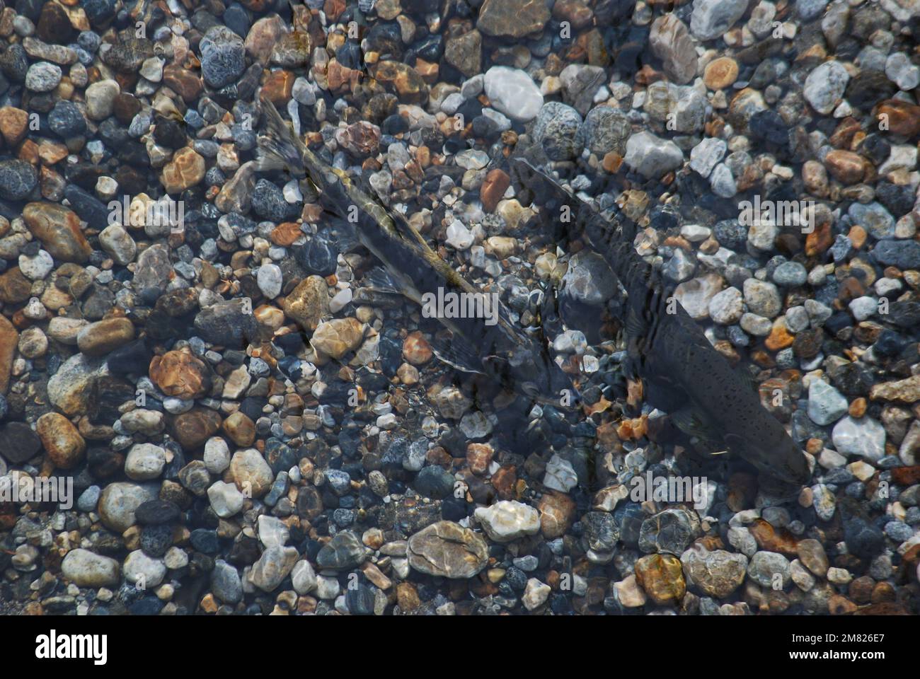 Salmon spawning in a Cascade Mountain stream Stock Photo - Alamy