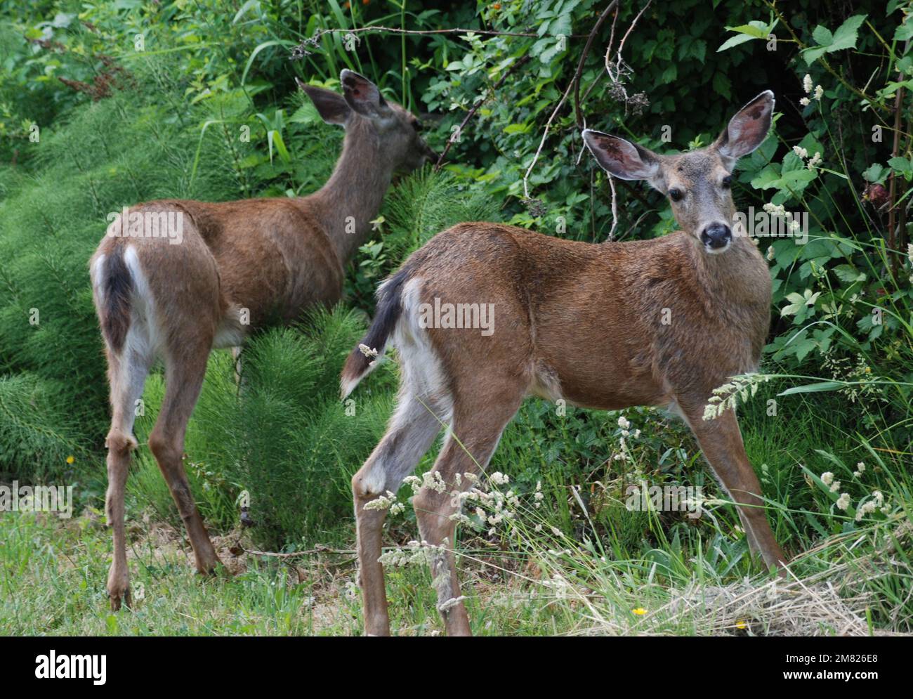 Two Young White-Tailed Deer Browsing Stock Photo - Alamy