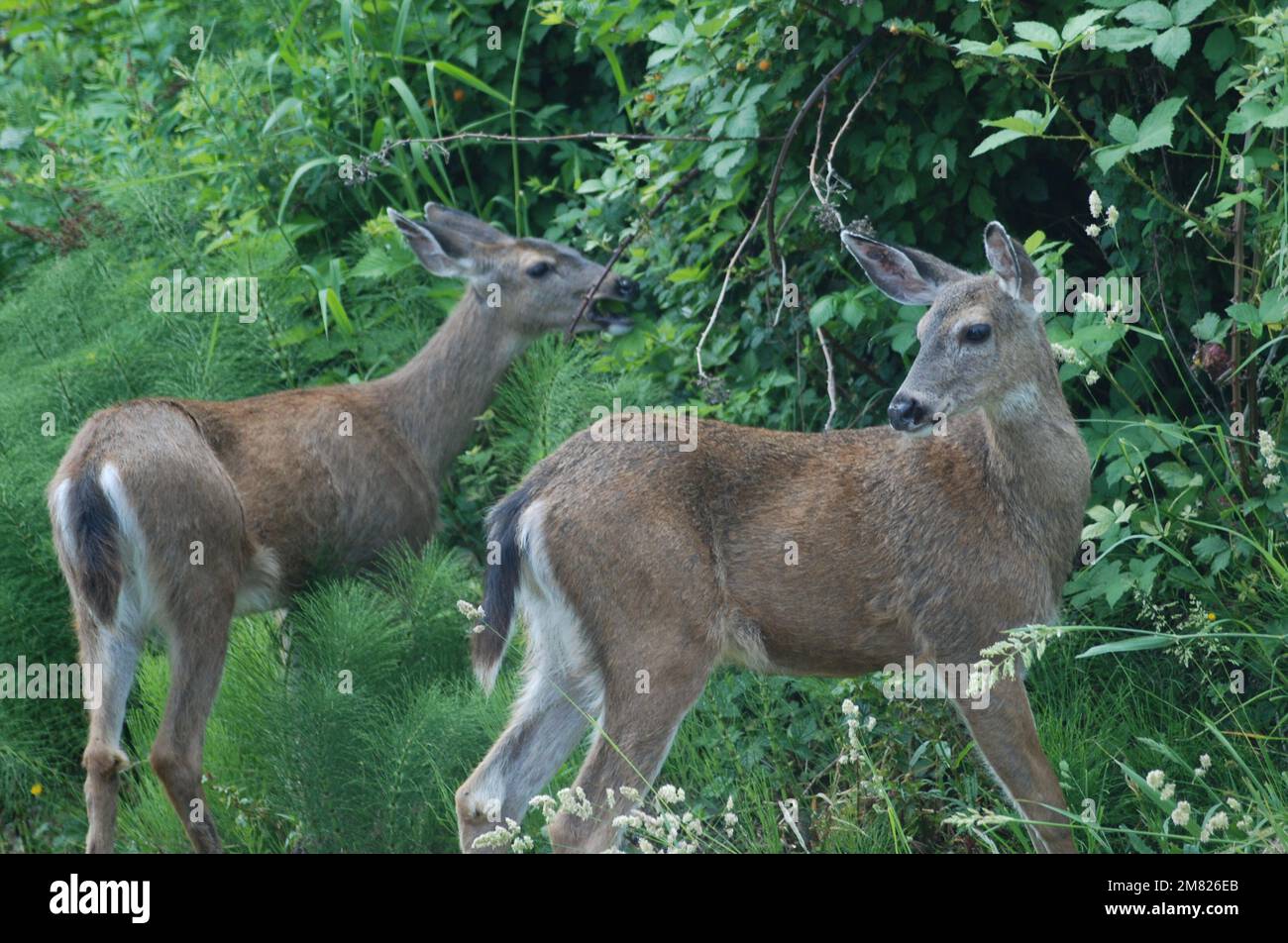 Two White-Tail Deer Browsing Stock Photo - Alamy