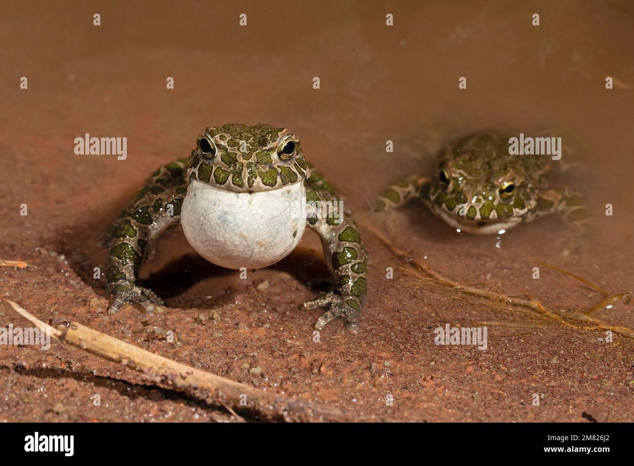 European green toad (Bufo viridis), courtship display, one calling male ...