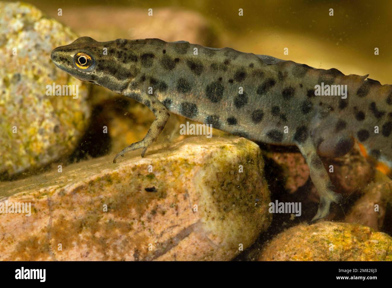 Common newt (Lissotriton vulgaris), male in water spawn, Thuringia ...