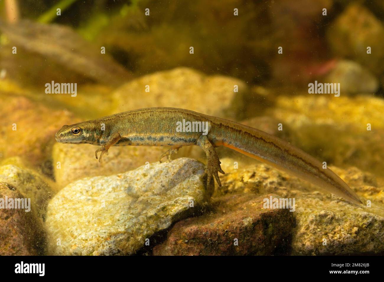 Common newt (Lissotriton vulgaris), female in water spawn, Thuringia ...