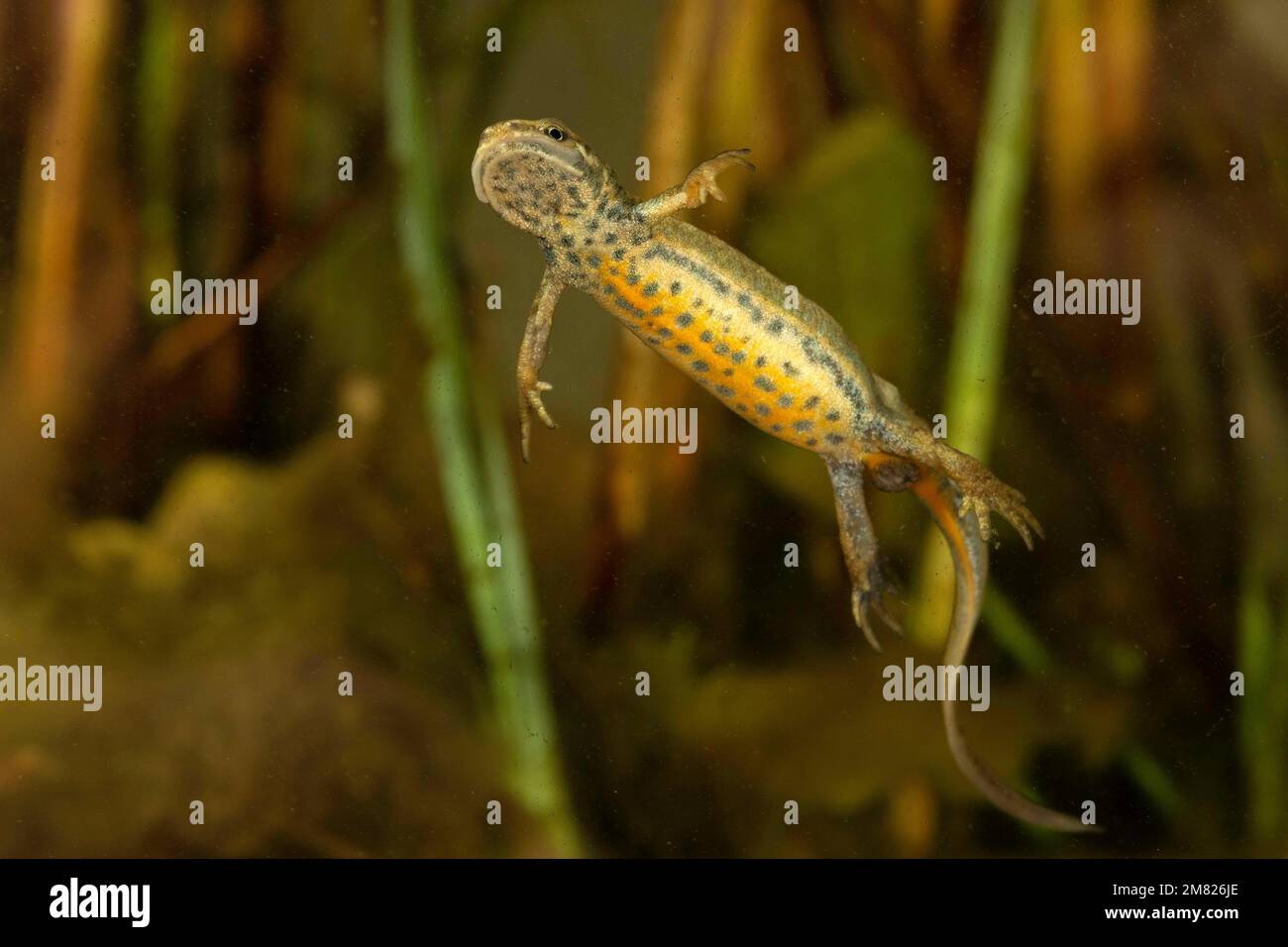 Common newt (Lissotriton vulgaris), female in water spawn, Thuringia ...