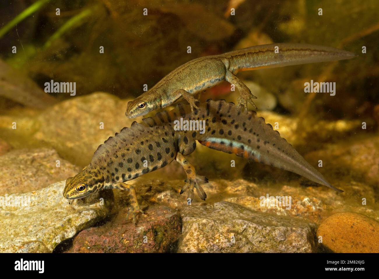 Common newt (Lissotriton vulgaris), male and female, courtship display ...