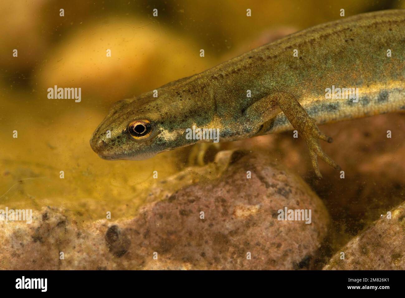 Common newt (Lissotriton vulgaris), female in water spawn, Thuringia ...