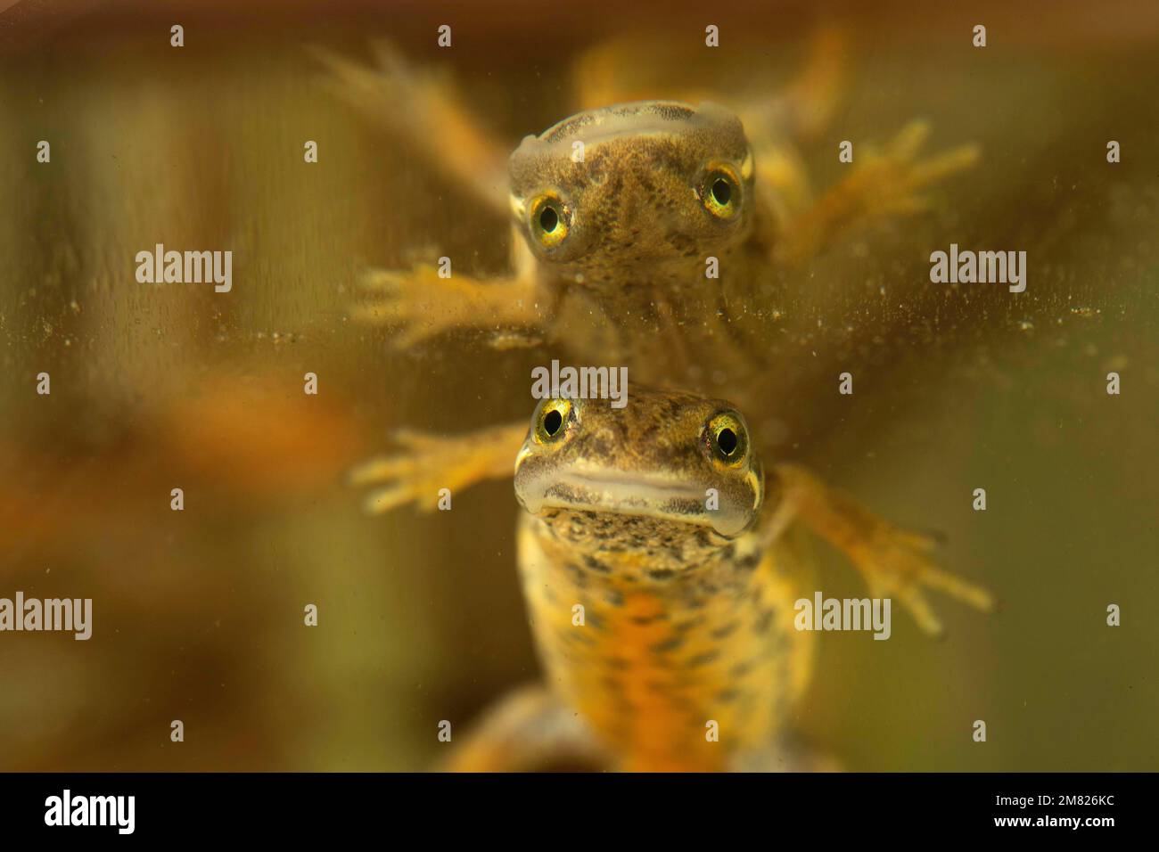 Common newt (Lissotriton vulgaris), female in water spawning ...