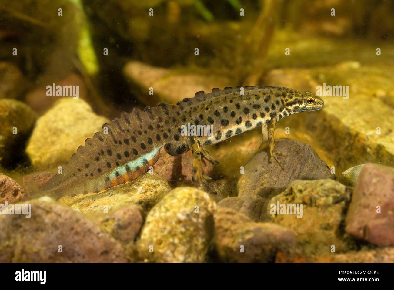 Common newt (Lissotriton vulgaris), male in water spawn, Thuringia ...