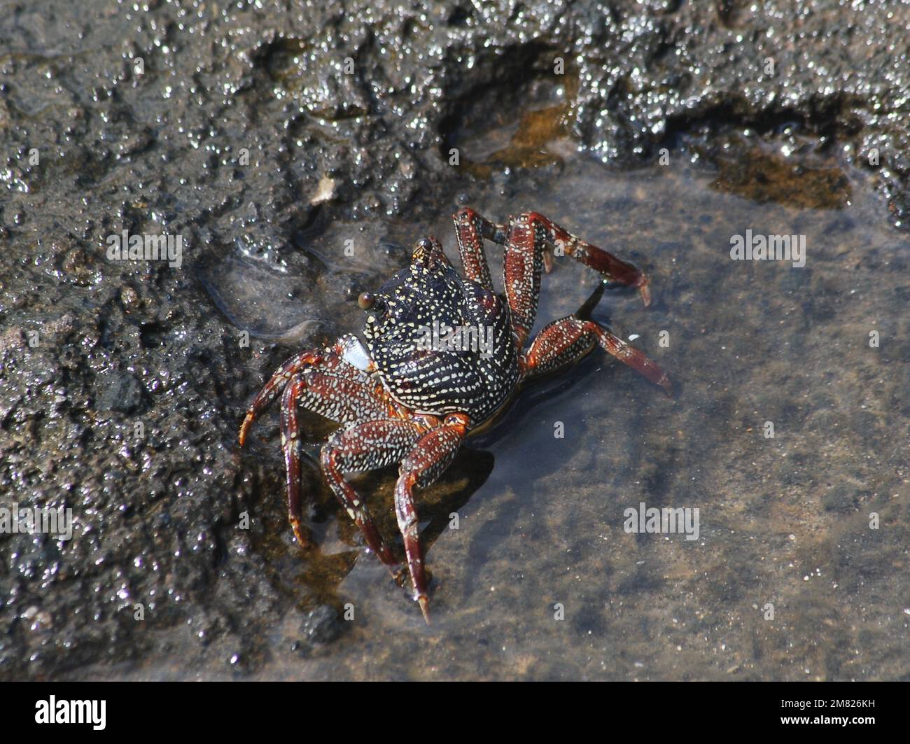 Spotted Crab on a shoreline in Bali Stock Photo - Alamy