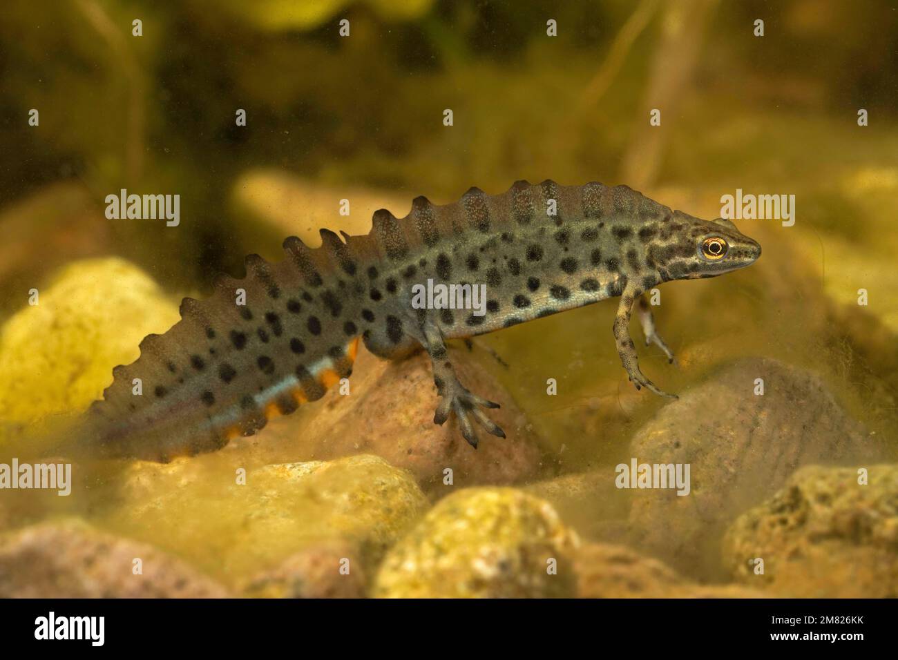 Common newt (Lissotriton vulgaris), male in water spawn, Thuringia ...