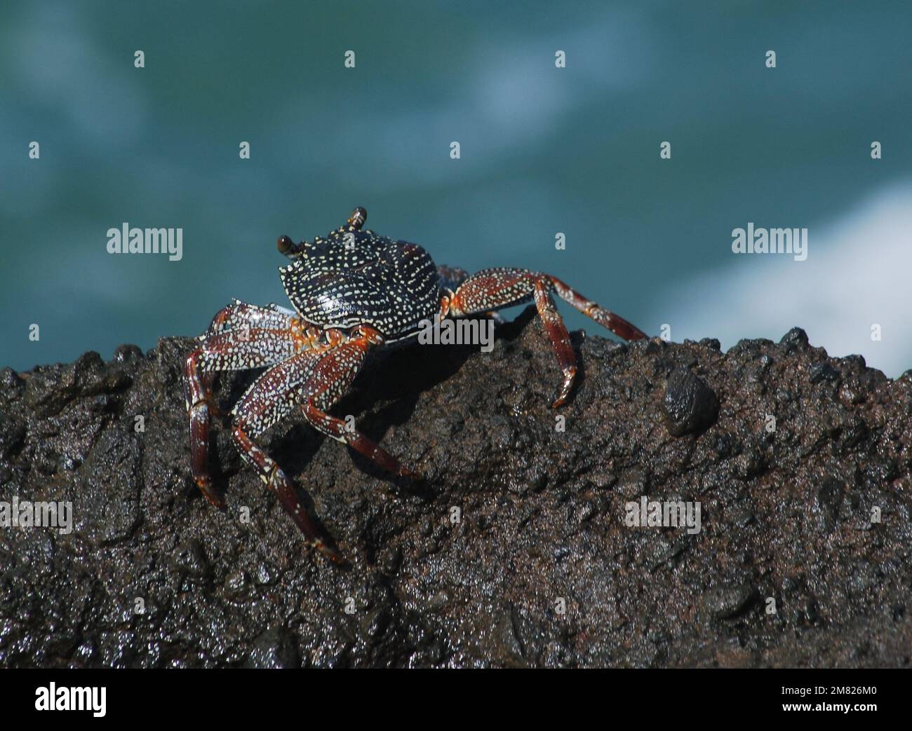 Spotted Crab on a shoreline in Bali Stock Photo - Alamy