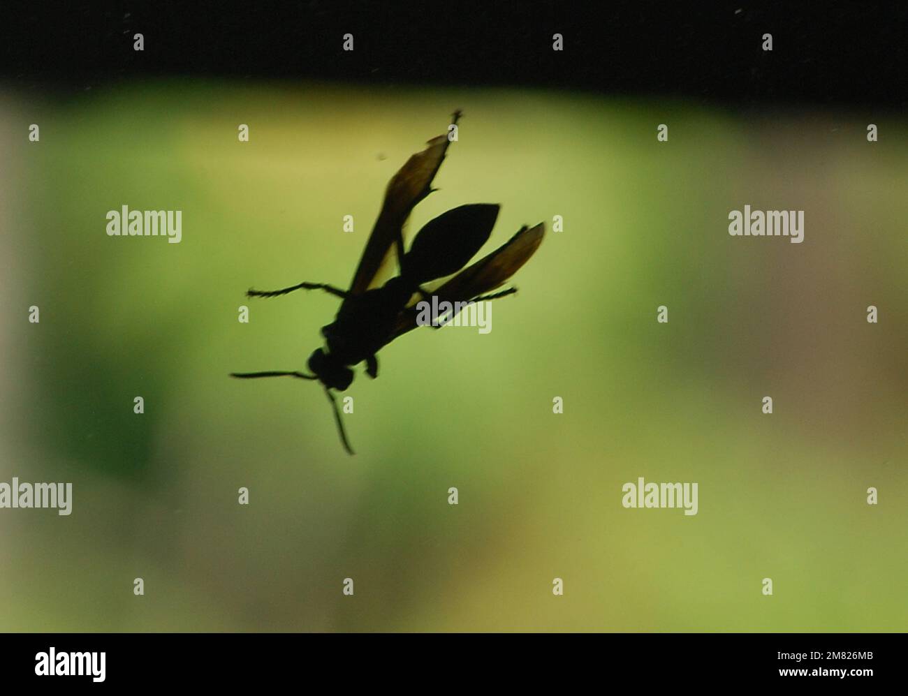 Bali insect hi-res stock photography and images - Alamy