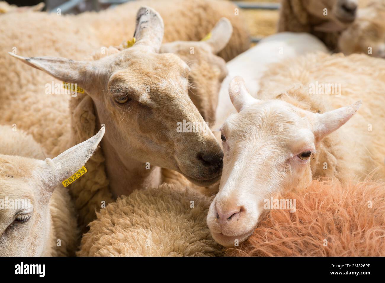 Sheep livestock market fair hi-res stock photography and images - Alamy