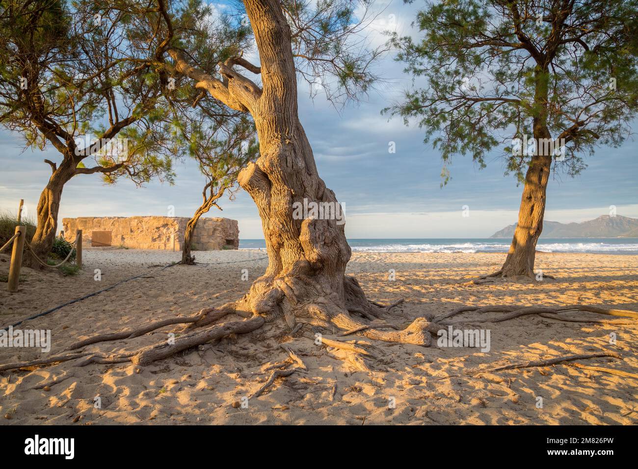 Large trees and bunkers on sandy beach Playa Sa Canova in Son Serra de ...