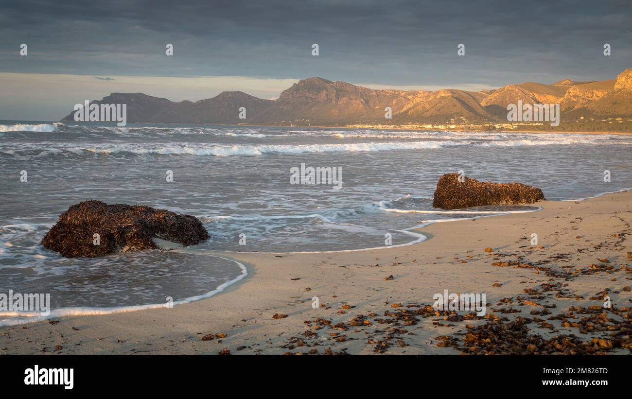 Evening atmosphere at the sandy beach Playa Sa Canova in Son Serra de ...