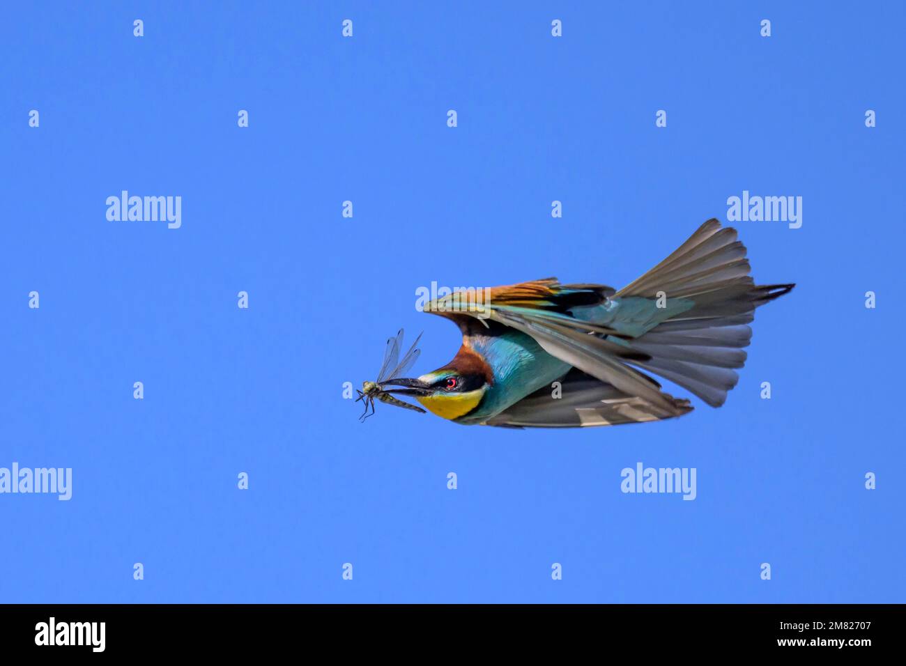 European bee-eater (Merops apiaster) in flight with a dragonfly ...