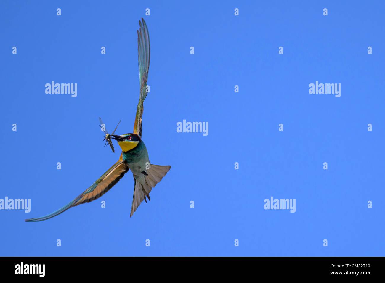 European bee-eater (Merops apiaster) in flight with a dragonfly ...
