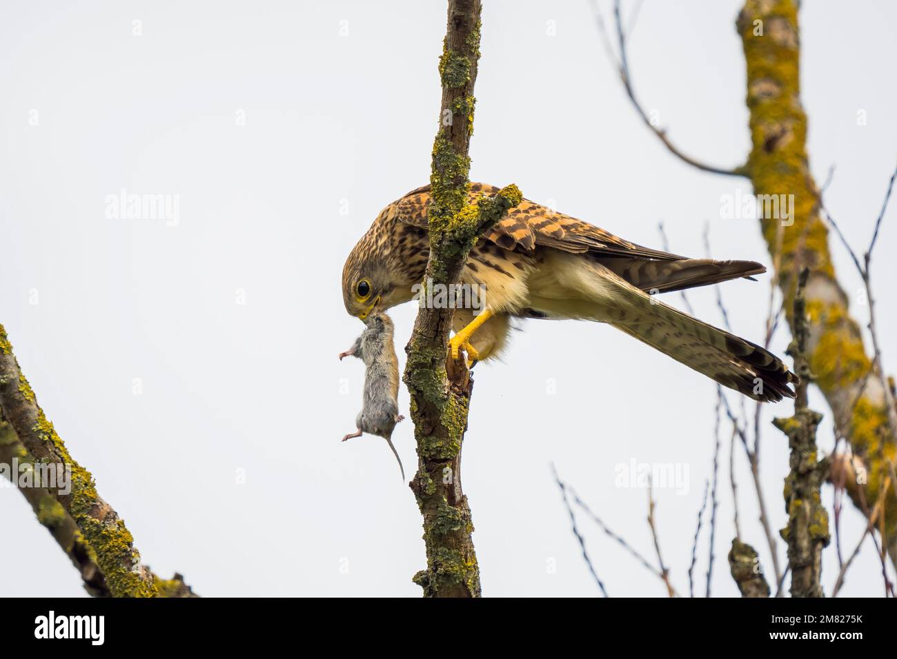Common kestrel with mouse hi-res stock photography and images - Alamy